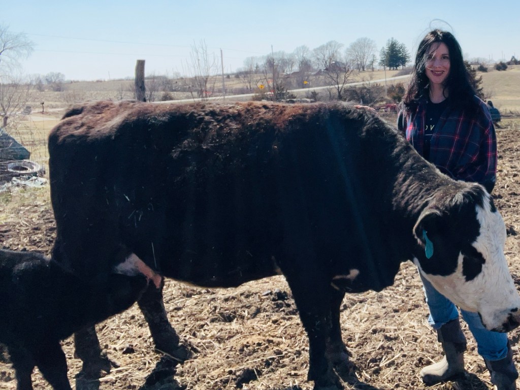 How We Raise Our Beef Cattle - A Homesteader's Heart